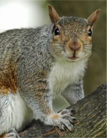 Rats on Acid – winter provisioning among the squirrel community
