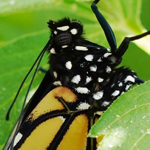 The Monarchy – the miracle of spring monarchs